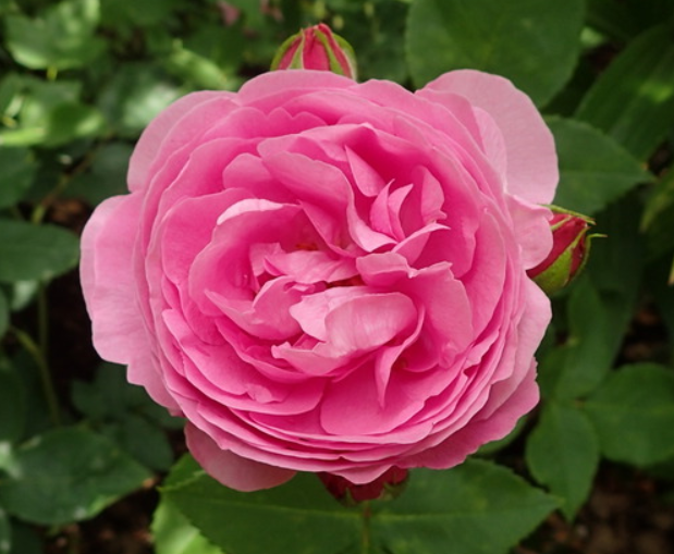 Rosiers David Austin et Anciens — Rosiers Anglais