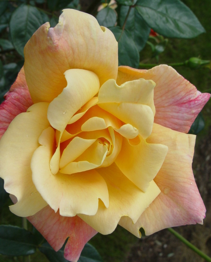 Totering by Gently — Rosiers Anglais