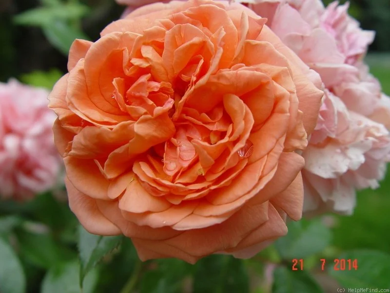 Rosiers David Austin et Anciens — Rosiers Anglais