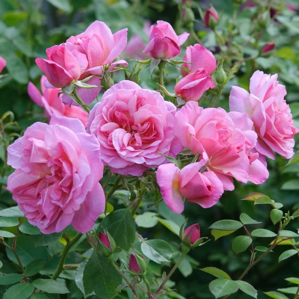 Rosier Anglais Royal Jubilee _ Rosier Anglais Rose Laxa – PHXXJH