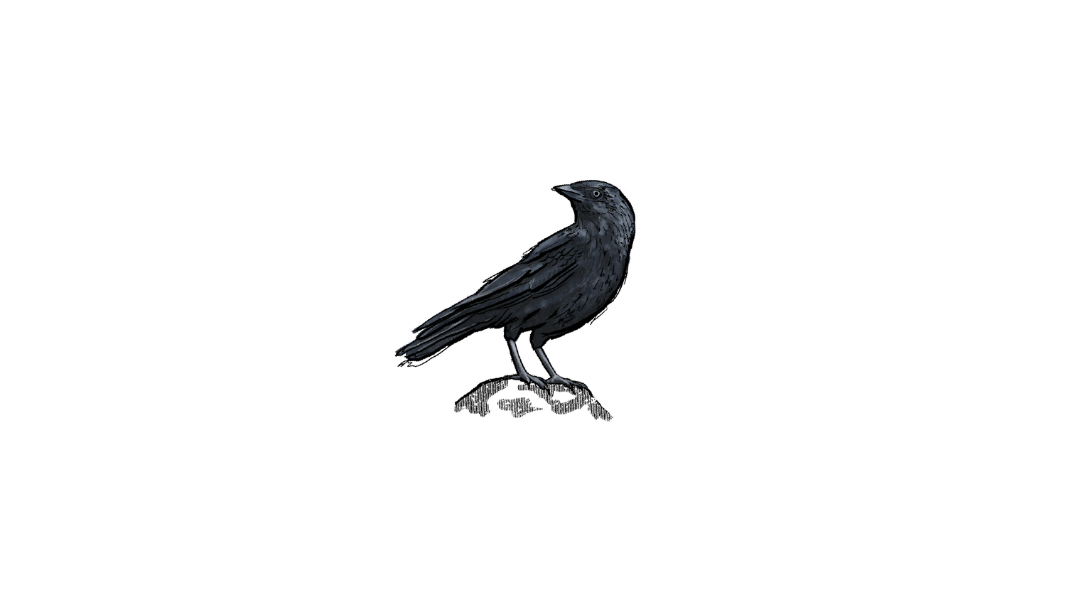 The Jackdaw