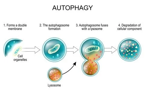 Autophagy?? Not just fasting :) — Kate Chartres Therapy