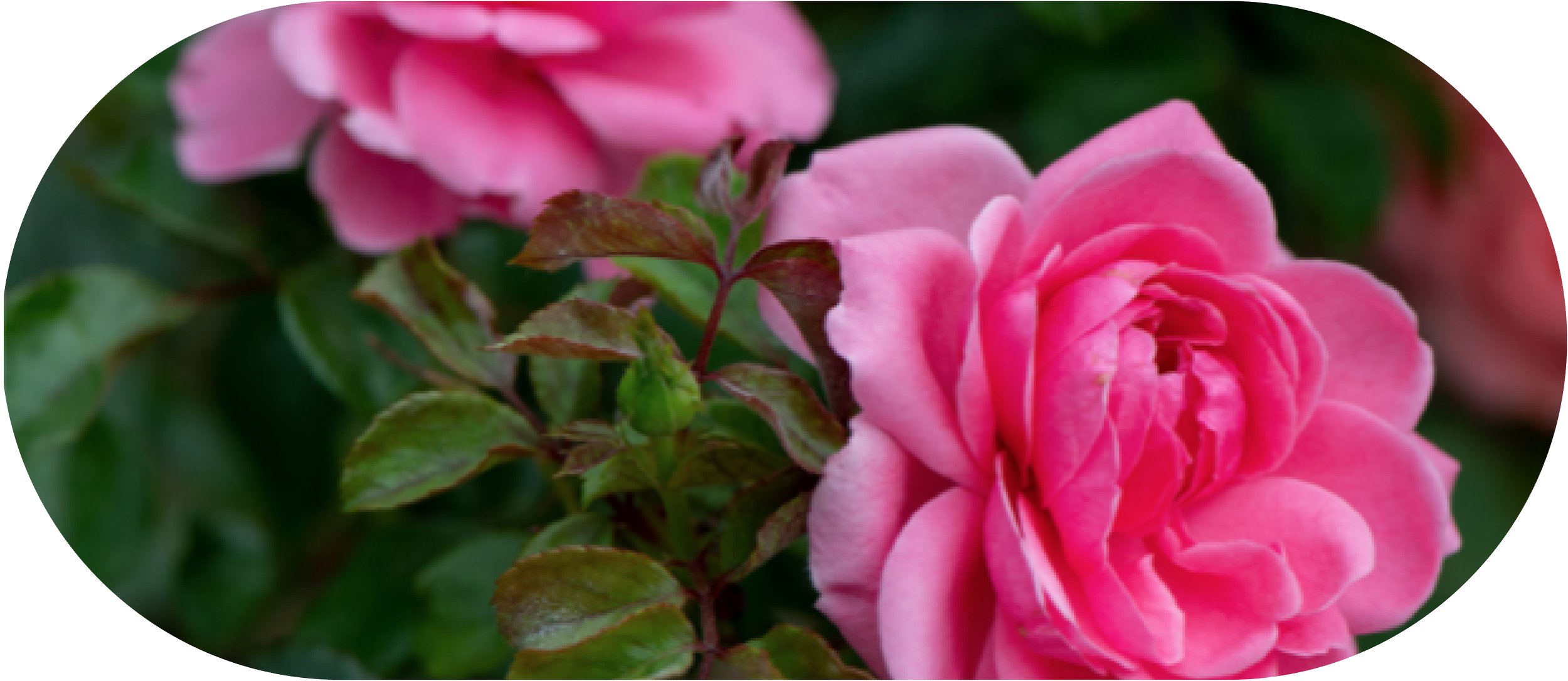 Master Plant Dieta and Goddess Mystery School — Plant Medicine People