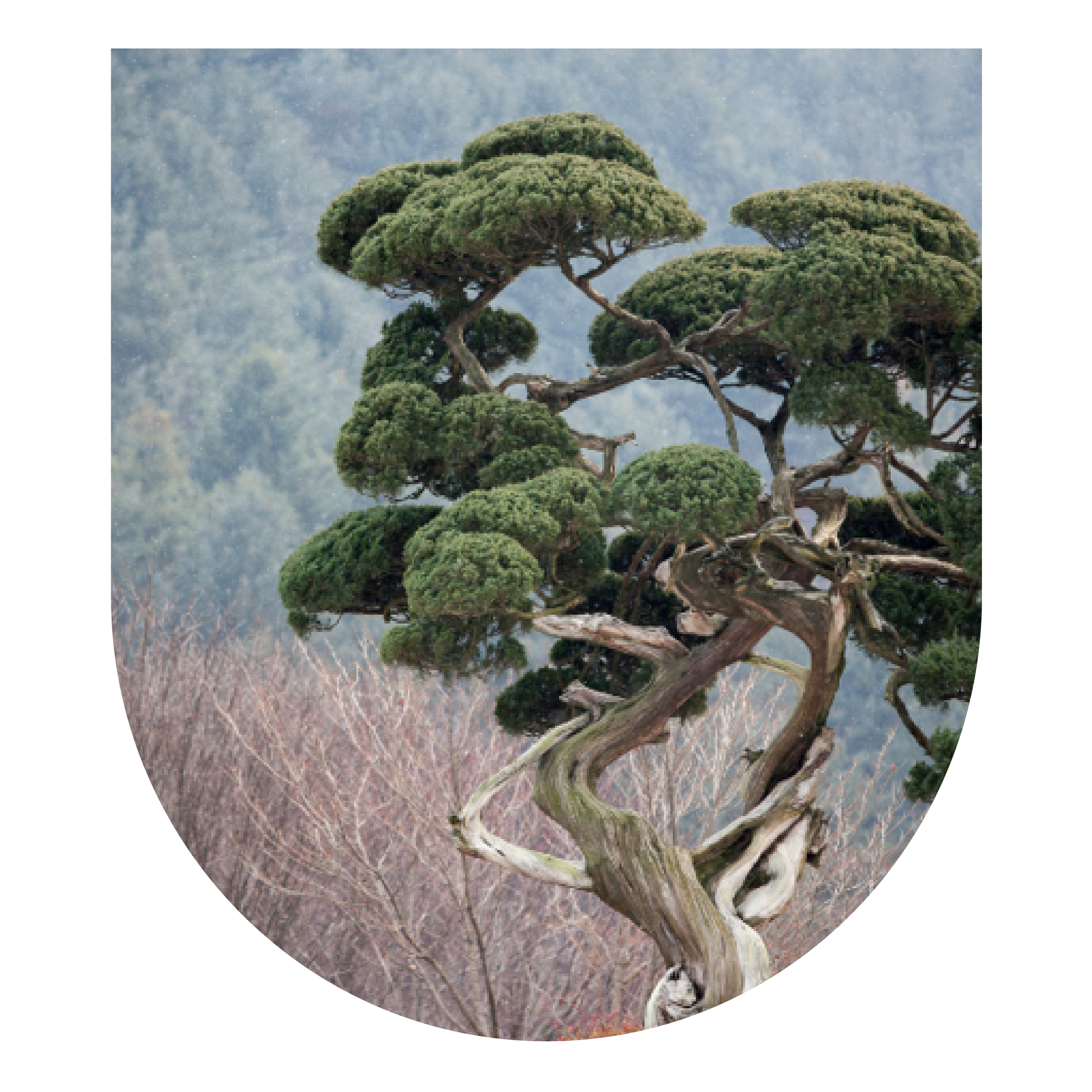 Online Plant Medicine Courses — Plant Medicine People