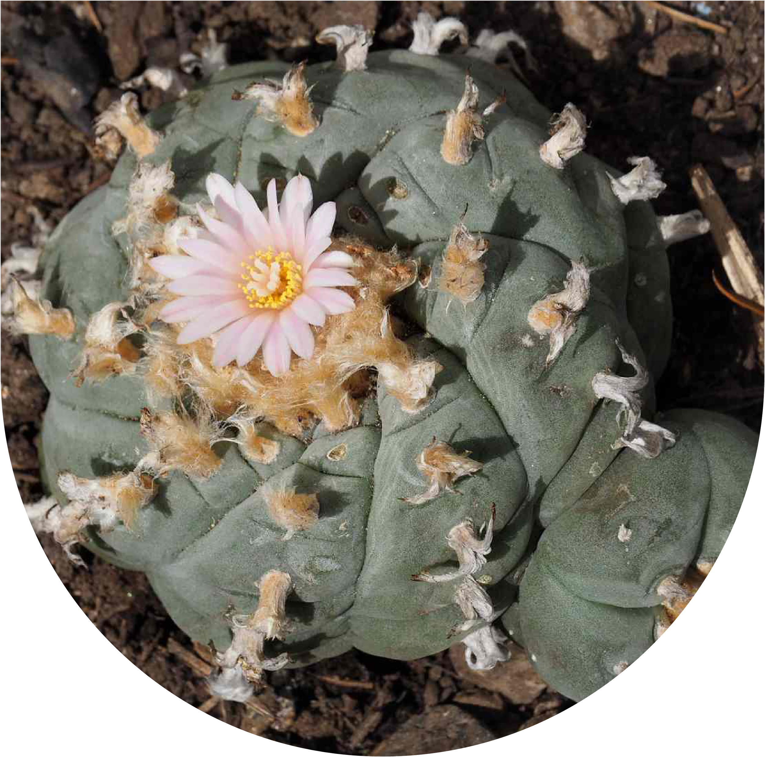 Huachuma: The Sacred Cactus of Heart Opening