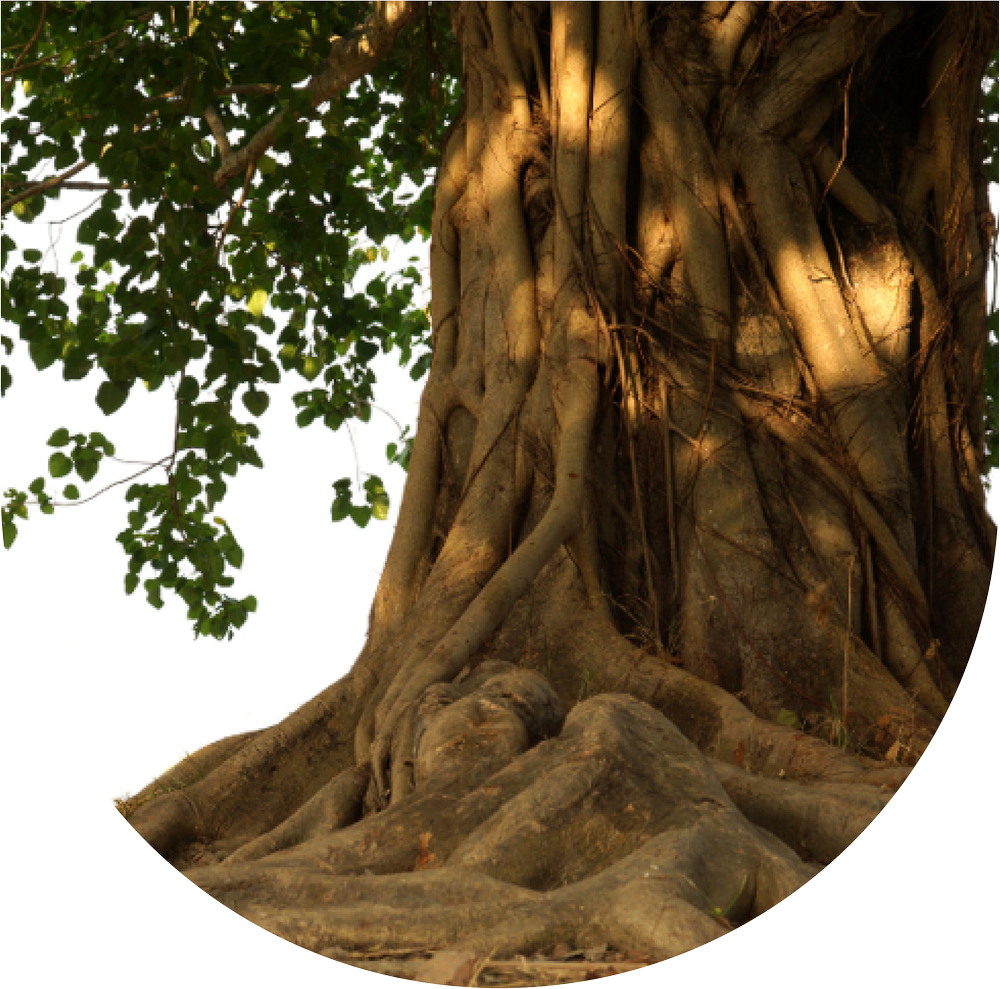 Experiencing a Master Plant Diet with a Gigantic, Glorious Tree — Plant ...