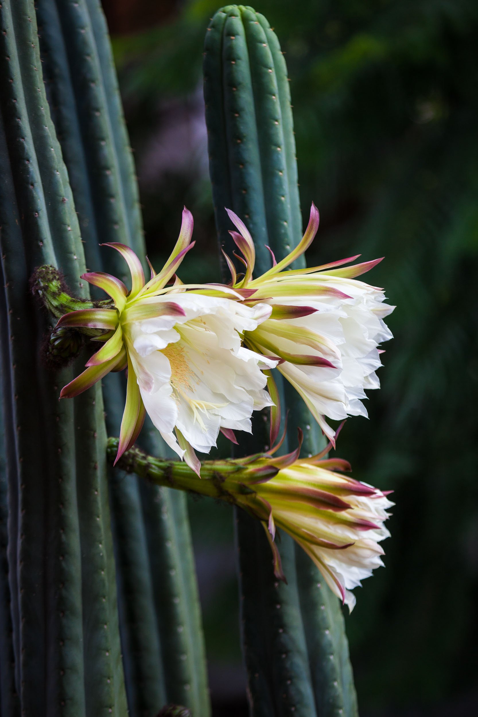 Huachuma — Plant Medicine People
