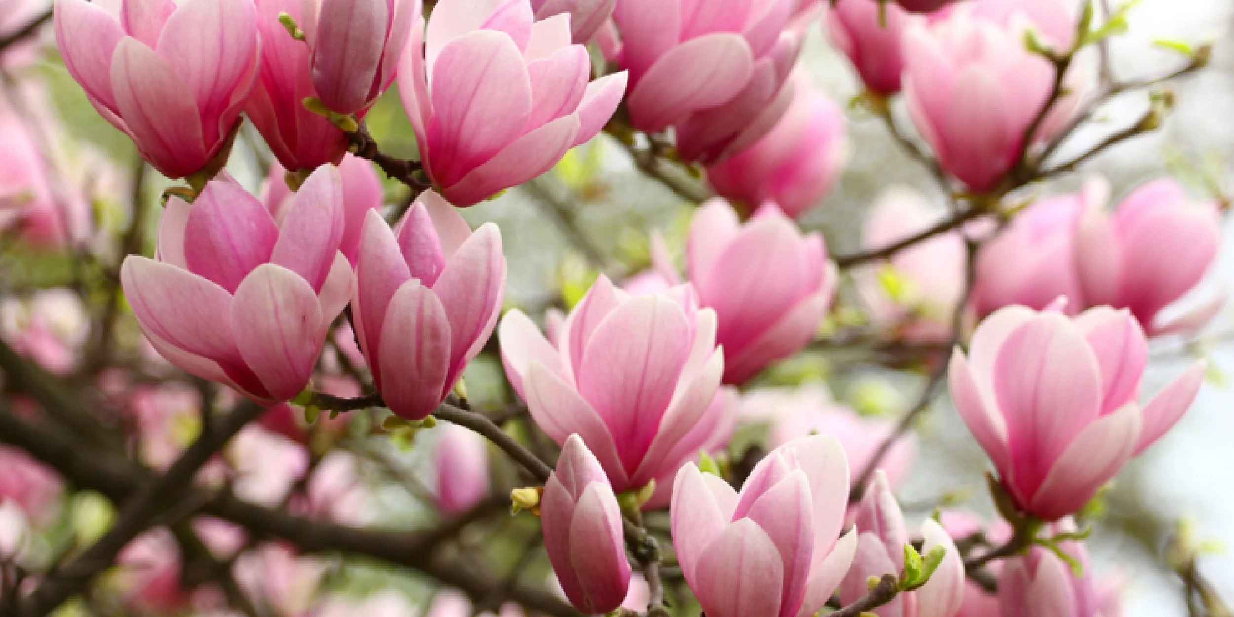 Master Plant Dieta Training — Plant Medicine People