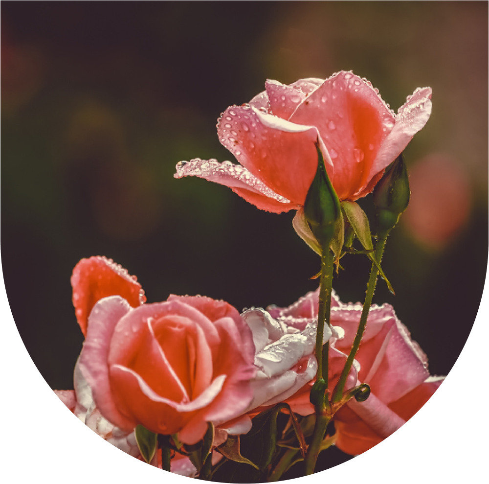 Rose Dieta | Self-Love & Inner Transformation Guide