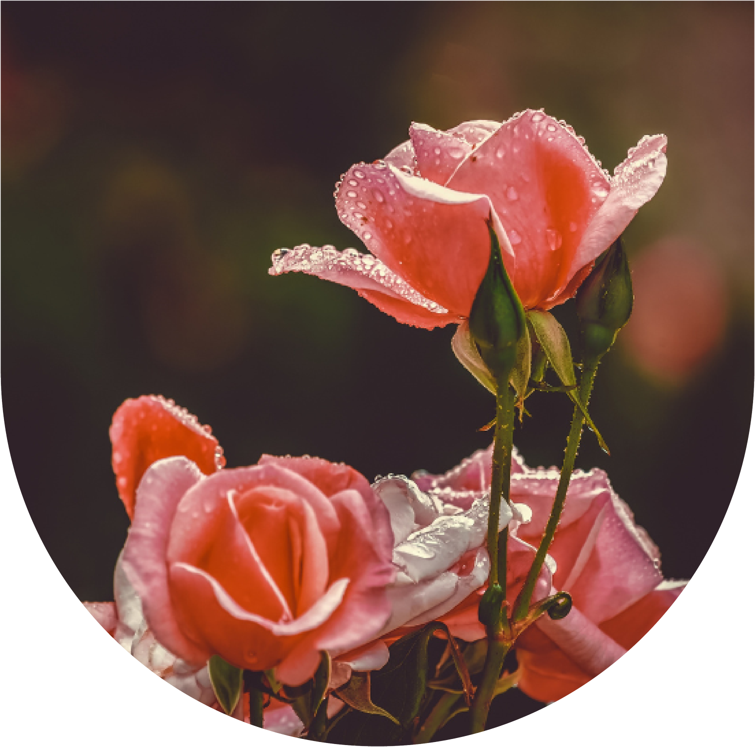 Rose Dieta | Self-Love & Inner Transformation Guide
