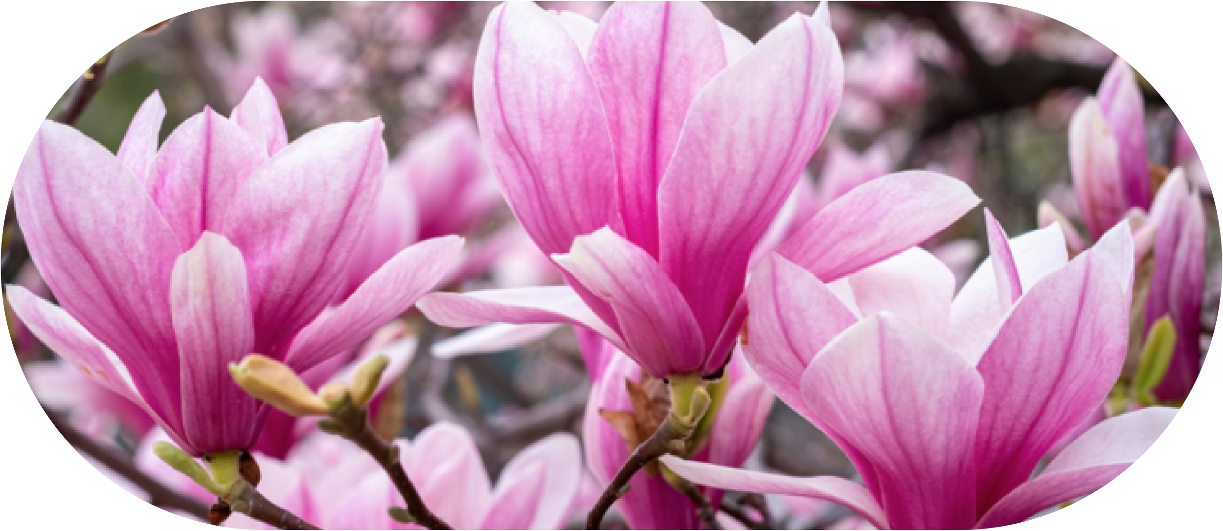 Master Plant Dieta and Goddess Mystery School — Plant Medicine People