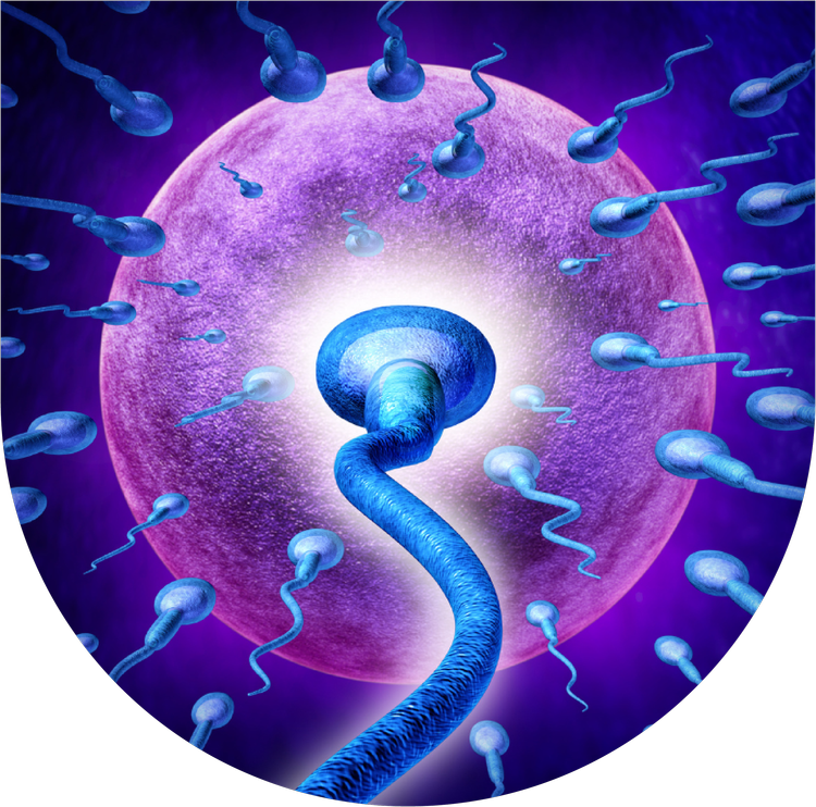 Using Mushrooms to Achieve Fertility Health — Plant Medicine People