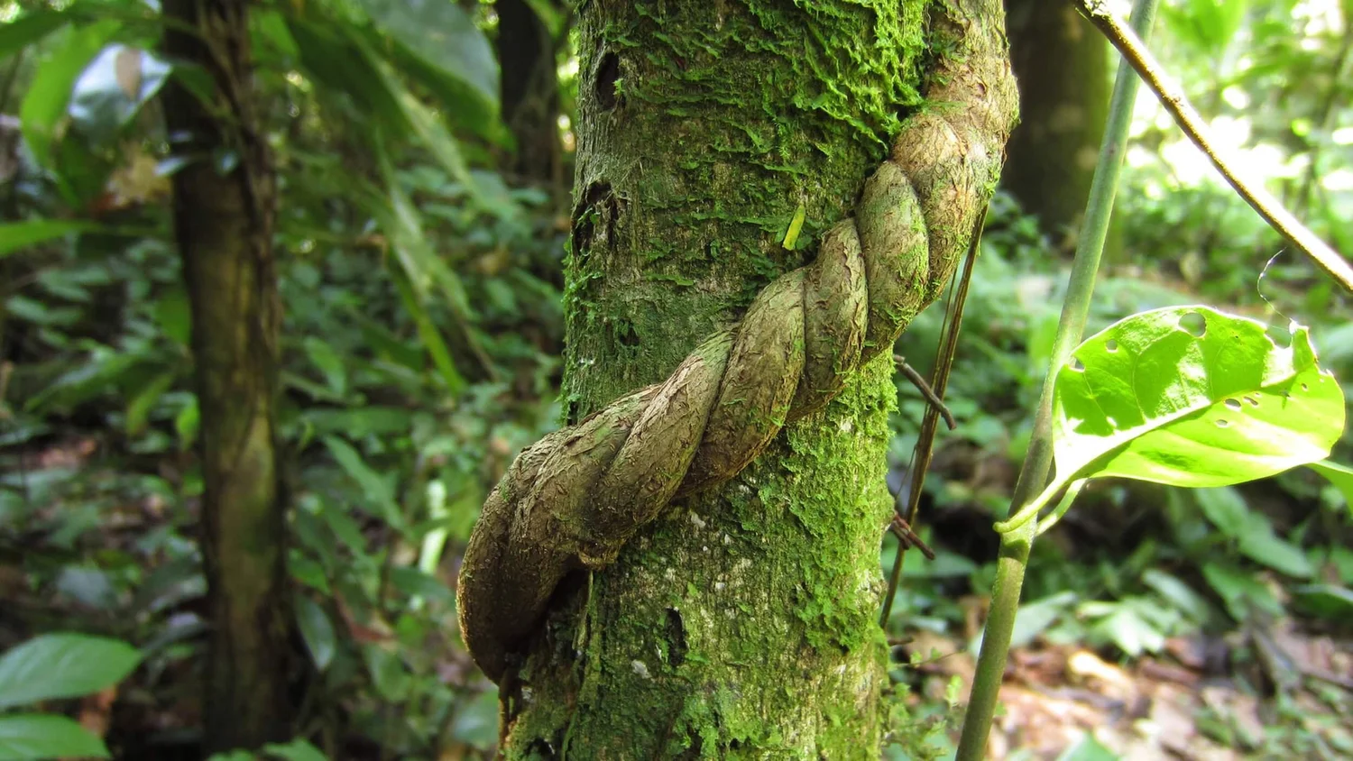 Ayahuasca — Plant Medicine People