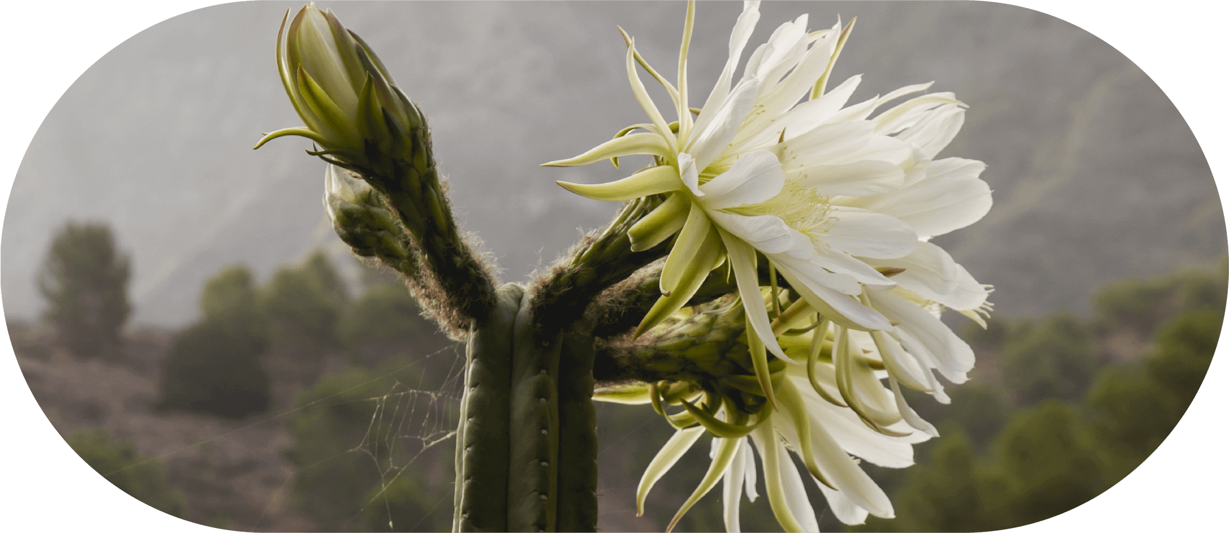 Huachuma — Plant Medicine People