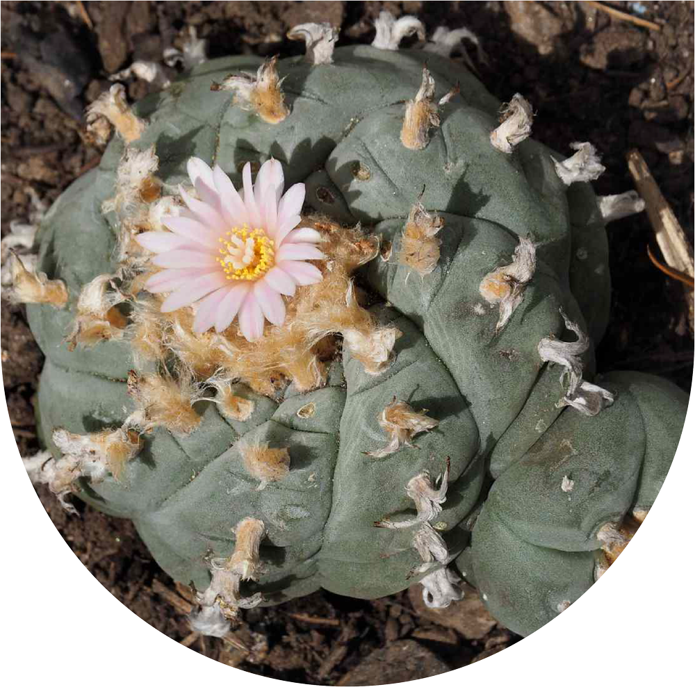 The 5 Classifications of Psychedelics: A Definitive List — Plant ...