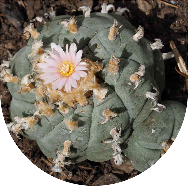 The 5 Classifications of Psychedelics: A Definitive List — Plant ...