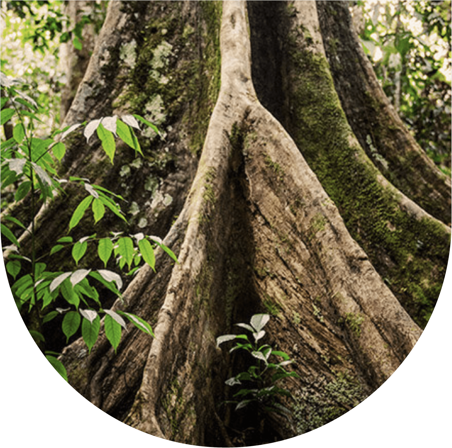 The Magic and Mystery of Noya Rao: The Tree of Light