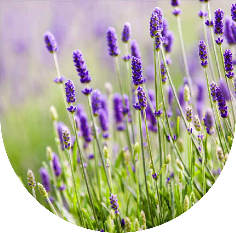 Discovering Lavender’s Power: A Master Plant Dieta for Deep Healing ...