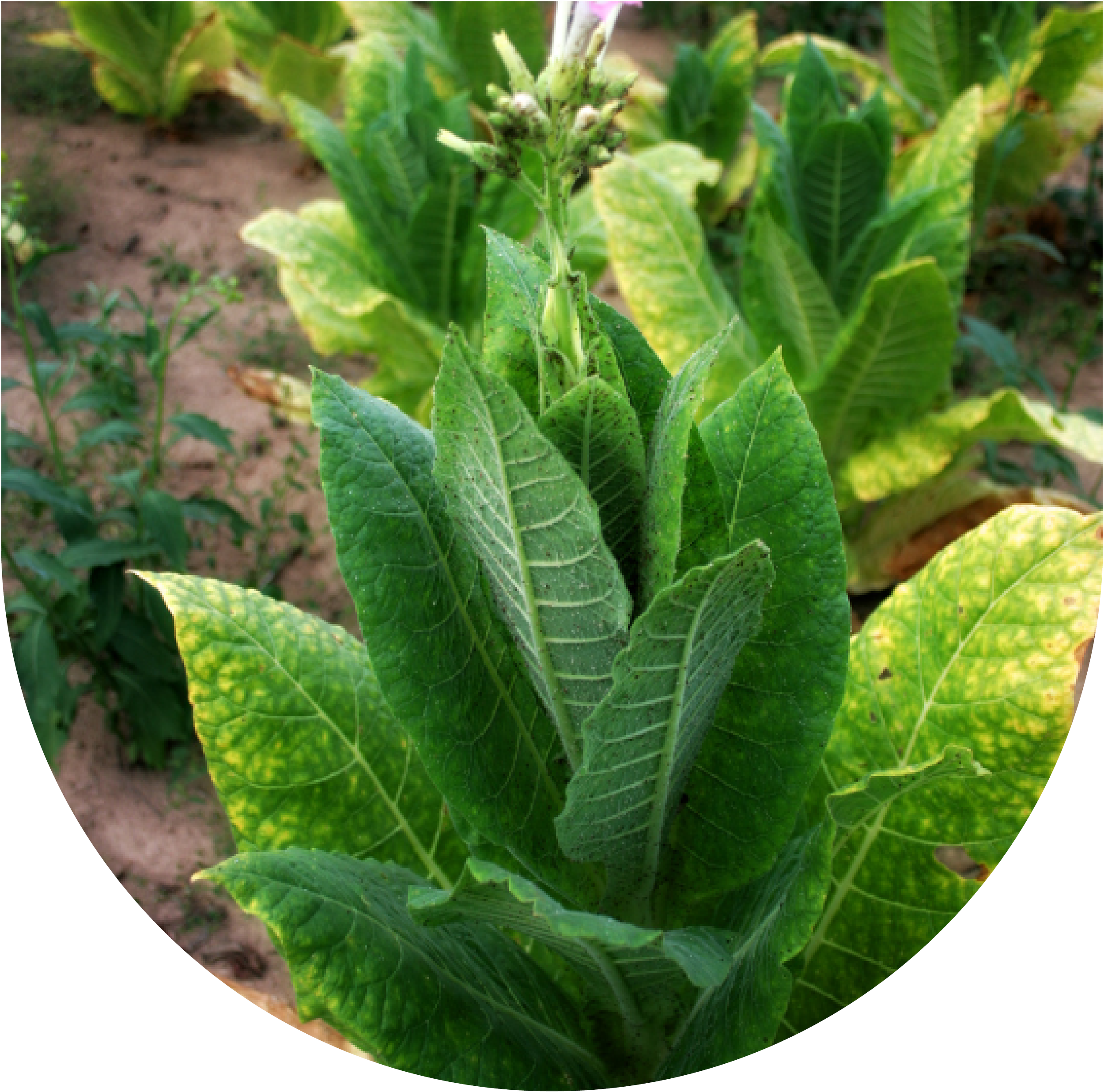 Ayahuasca, Plant Medicine, and Kambo Purges — Plant Medicine People