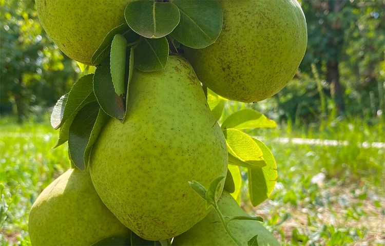 Fresh Fruits and Vegetables — Thistledown Farm Oregon