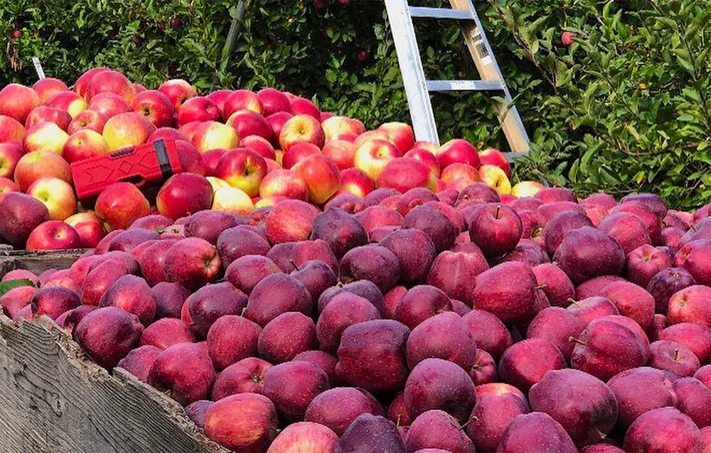 Fresh Fruits and Vegetables — Thistledown Farm Oregon