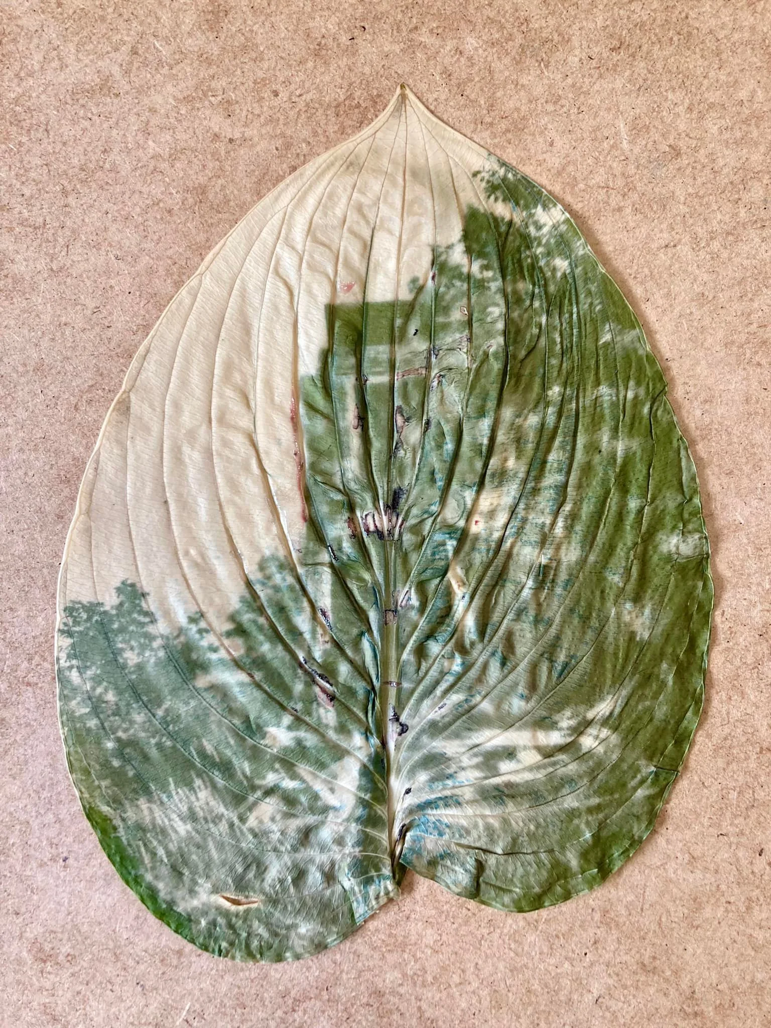 Impression à la chlorophylle - Chlorophyll print — Émilie Léger