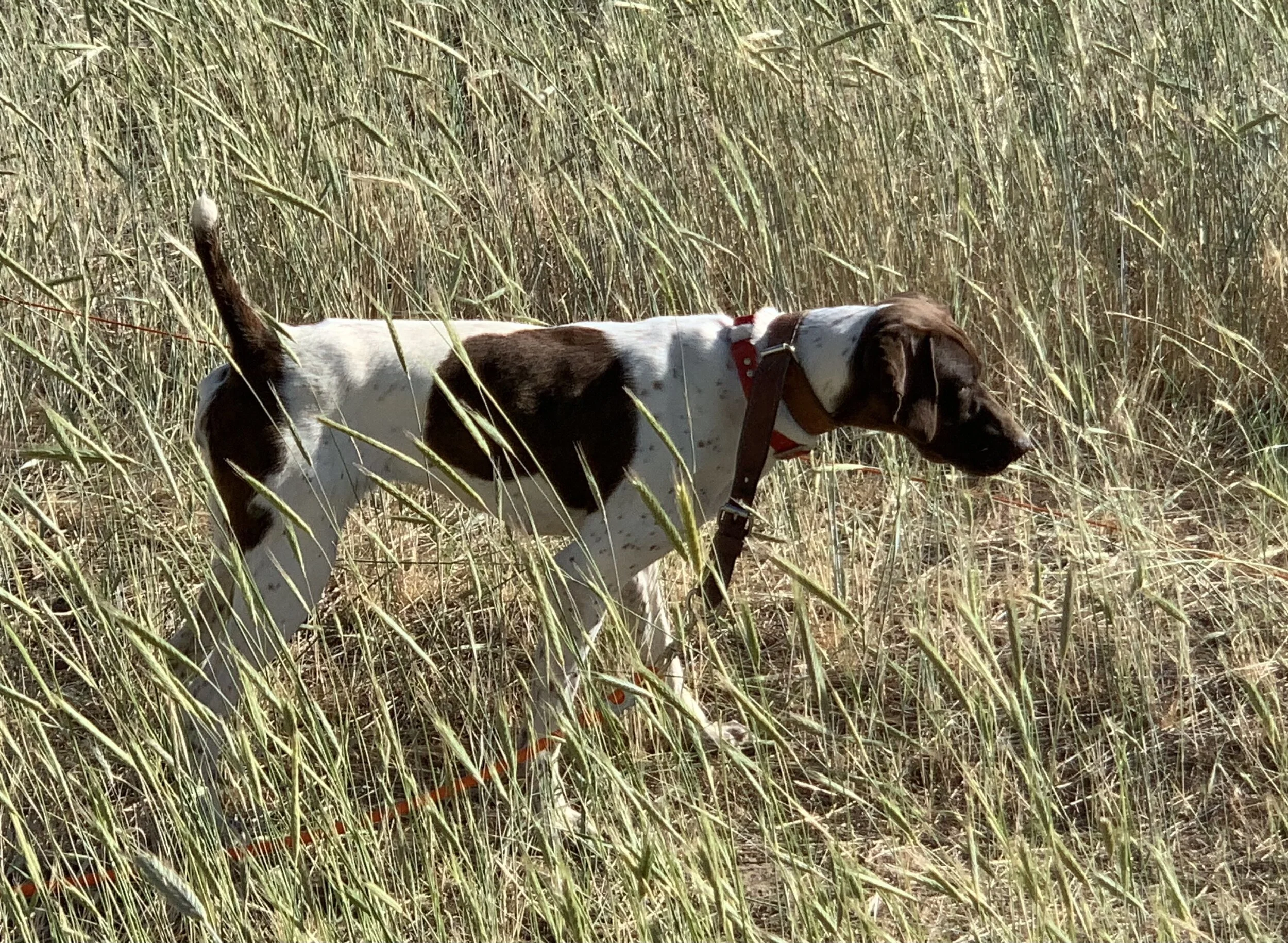 Our Girls — Hard Point Kennels