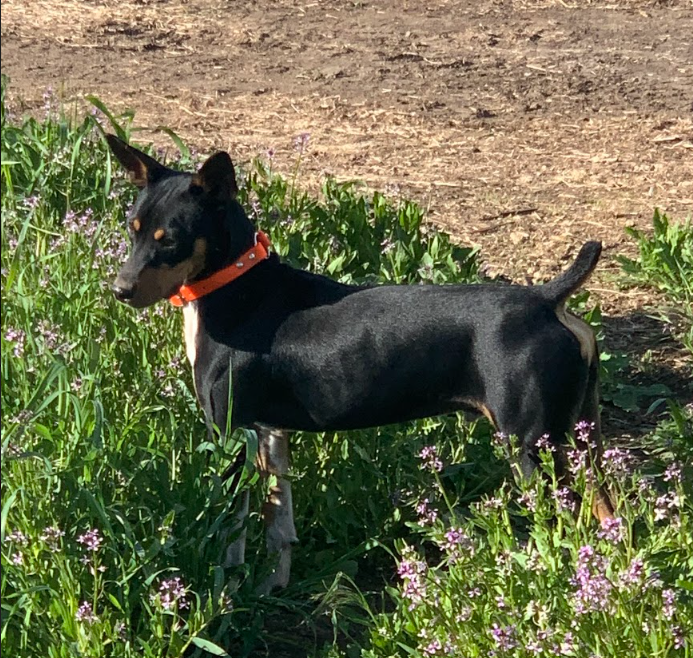 Decker Terriers — Hard Point Kennels