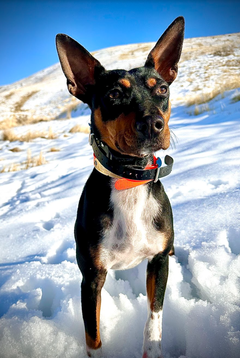 Decker Terriers — Hard Point Kennels
