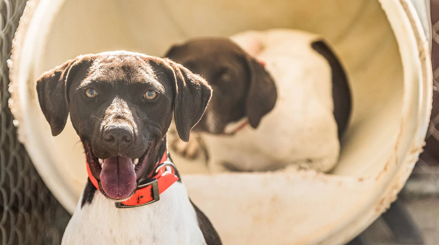 Kennel — Hard Point Kennels