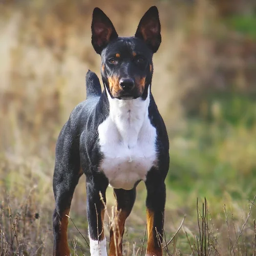 Decker Terriers — Hard Point Kennels