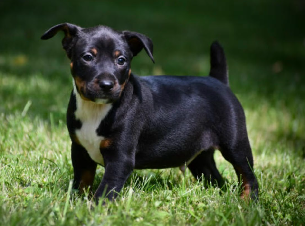 Decker Terriers — Hard Point Kennels