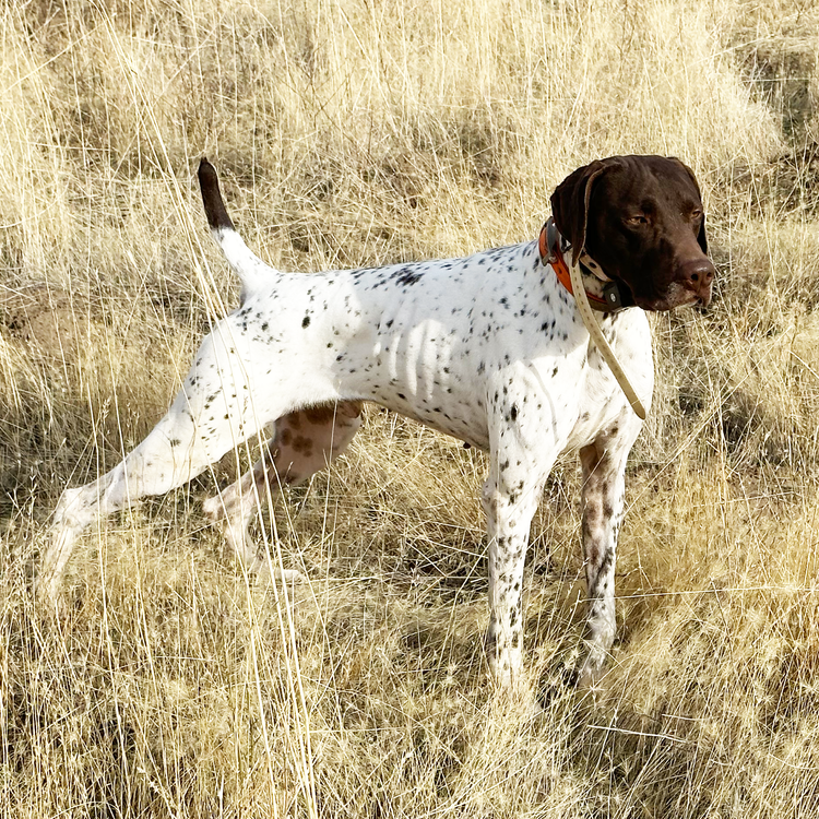 Expected Litters — Hard Point Kennels