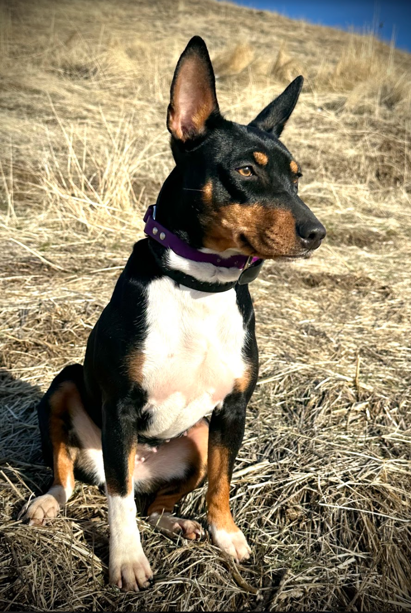 Decker Terriers — Hard Point Kennels