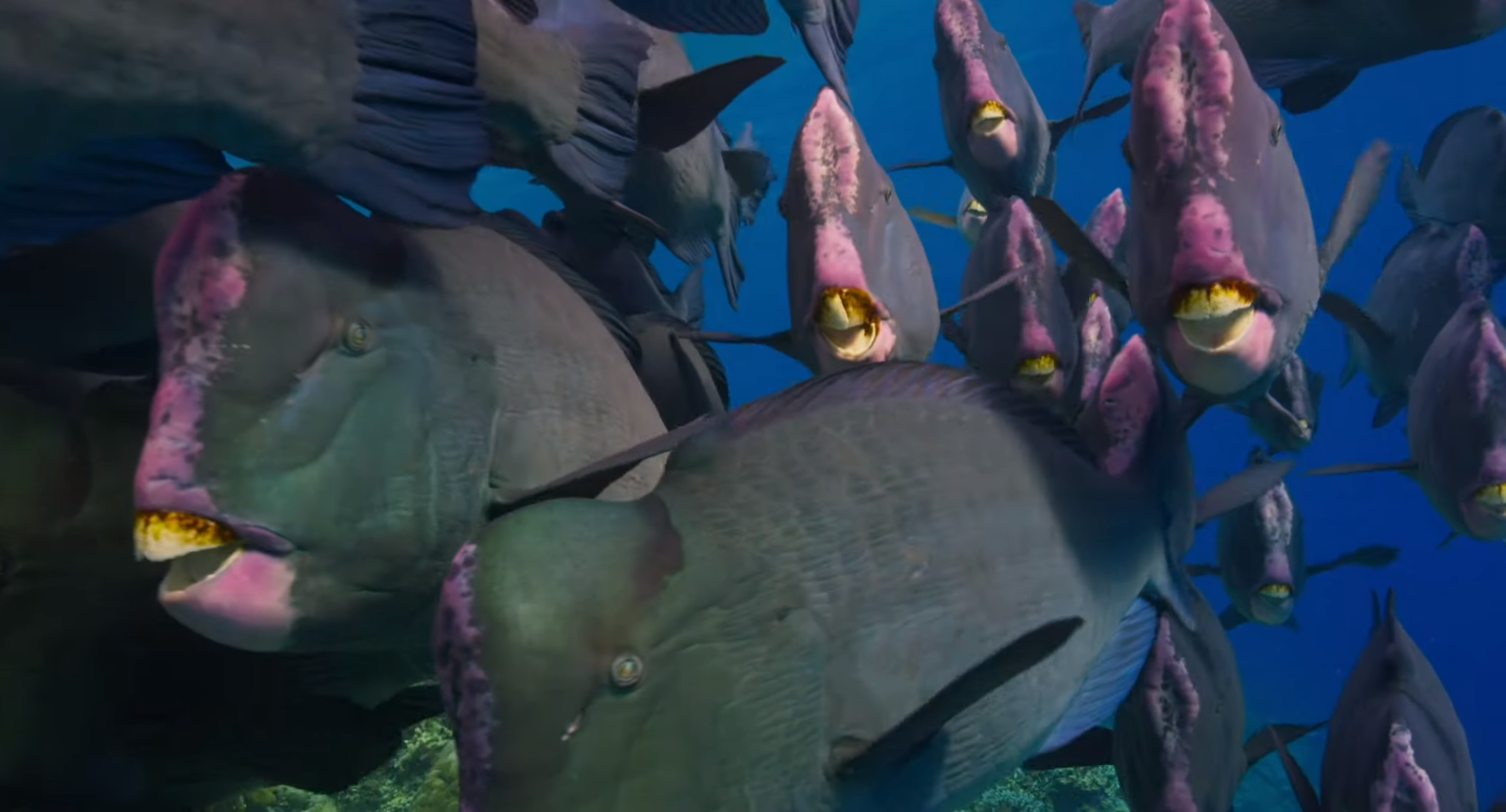 Dolphin Reef — CHRIS TAN HANAFI