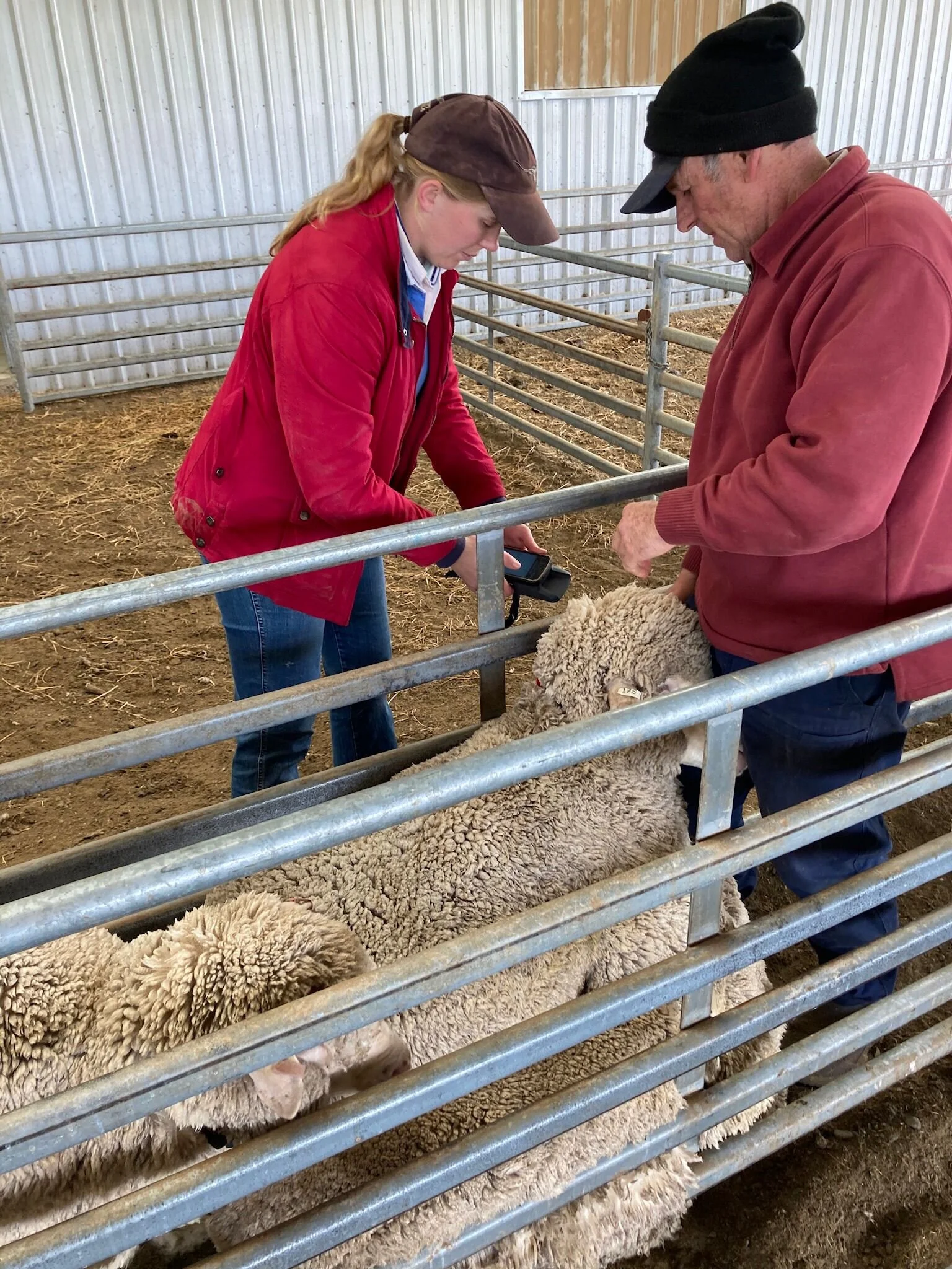 Sheep Consultant & Ram Breeding Advice
