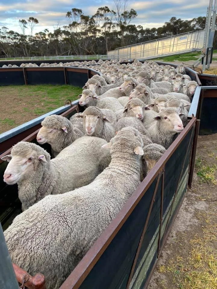 Sheep Consulting Services & Breeding Advice — Sheep Metrix