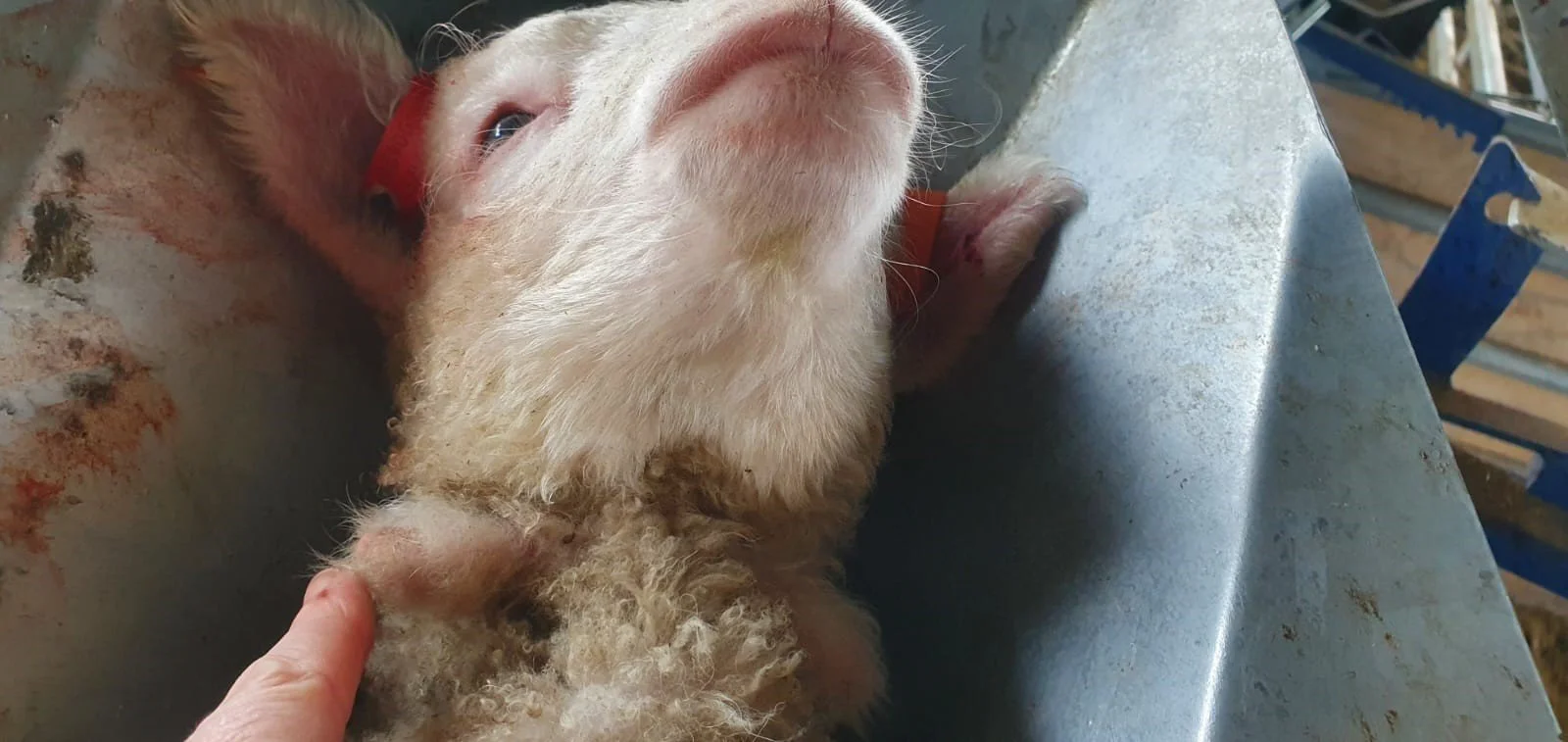 What about the Wattles? — Sheep Metrix