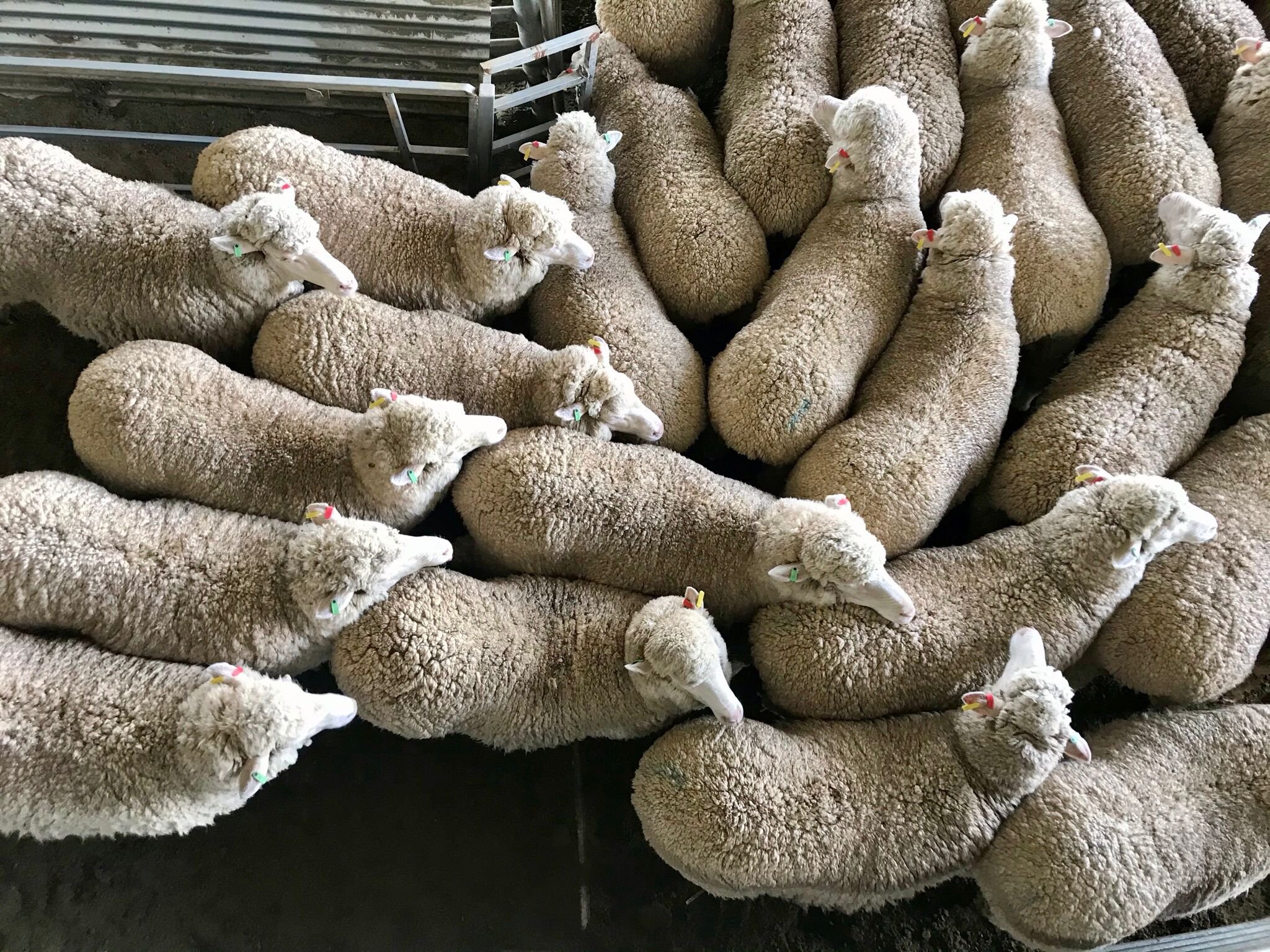 General 4 — Sheep Metrix