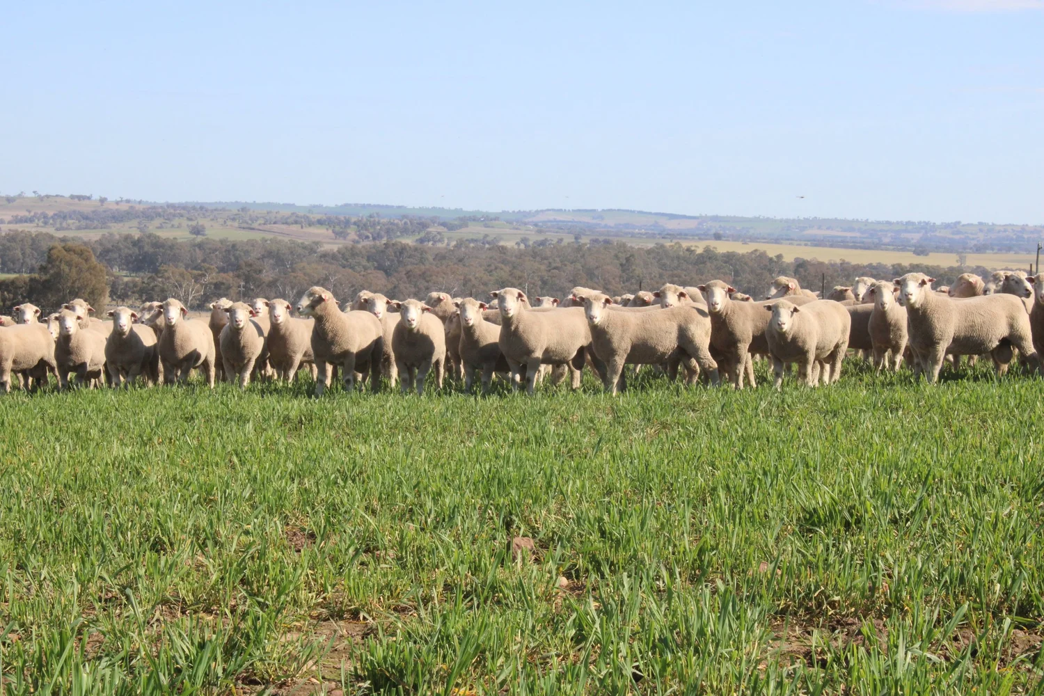 General 2 — Sheep Metrix