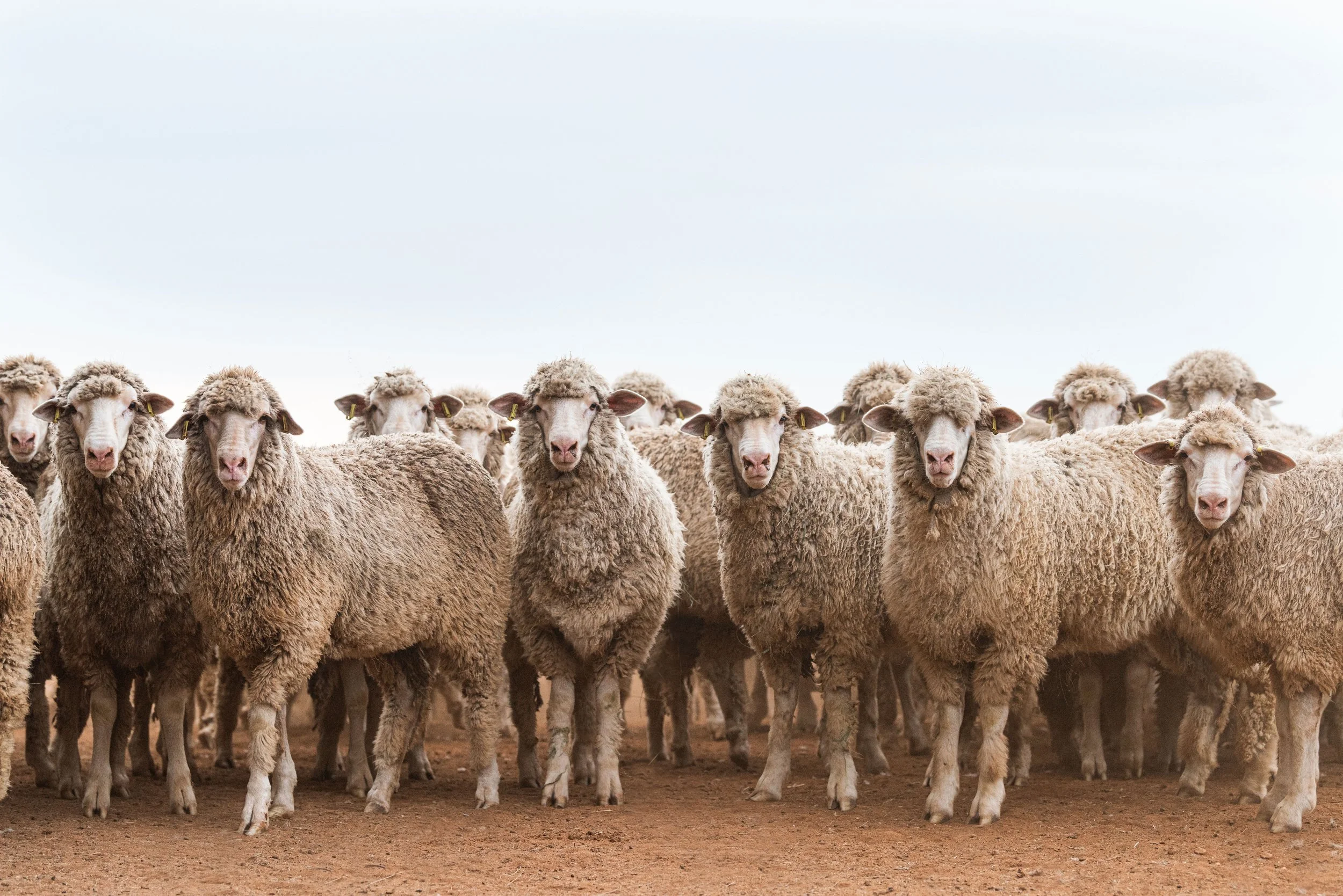 General 2 — Sheep Metrix