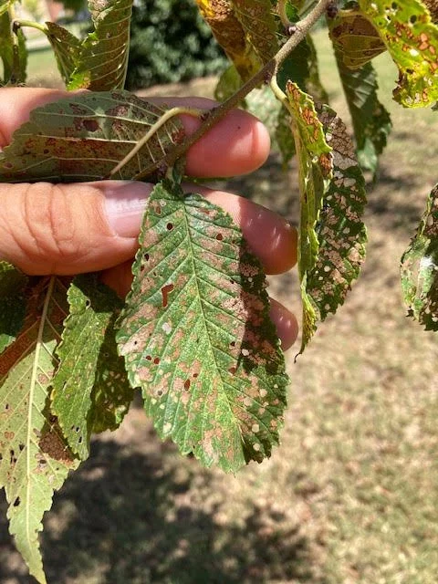 Sick Tree Diagnosis — Ulrich Tree Care