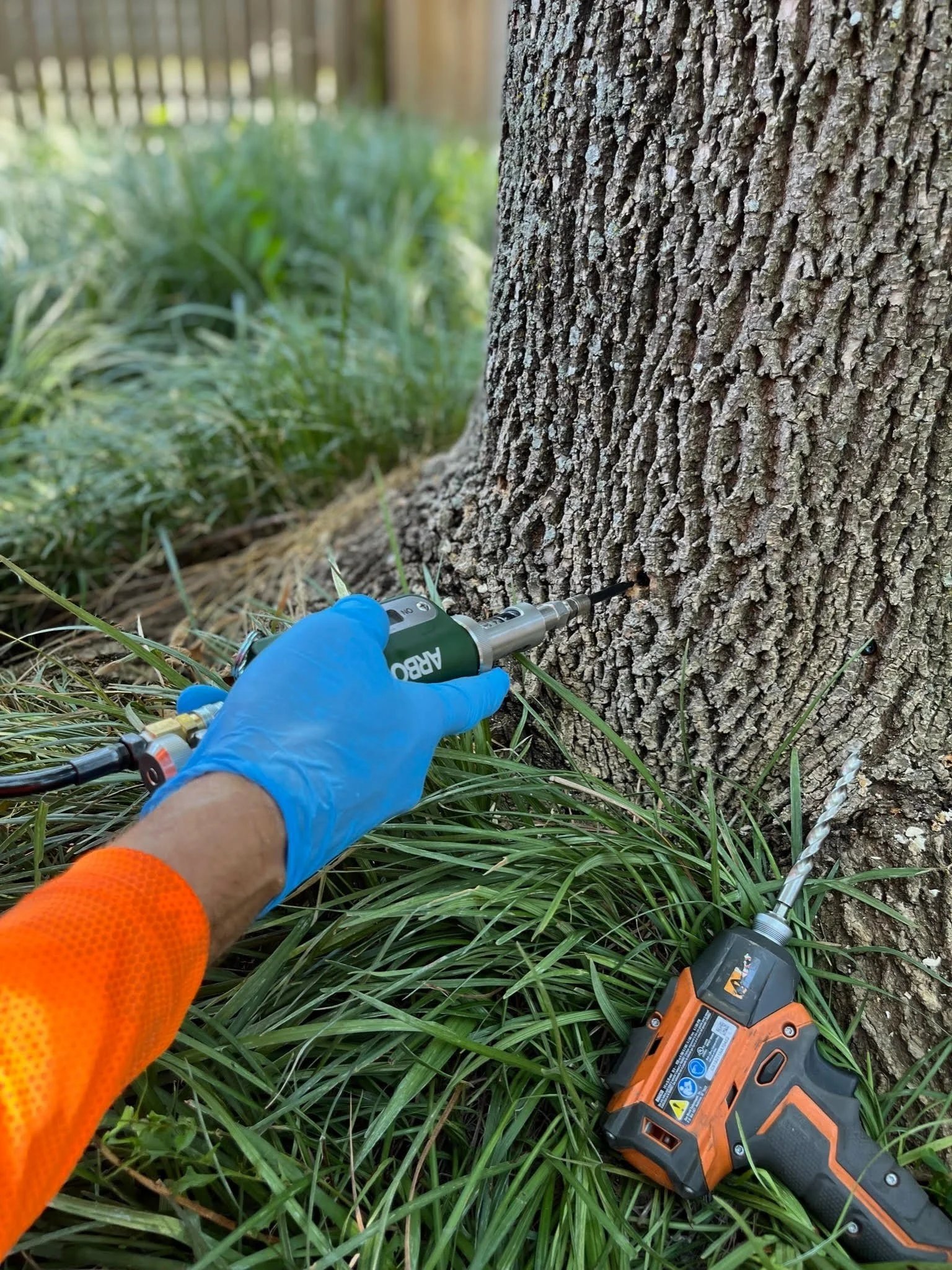 Systemic Tree Injections — Ulrich Tree Care