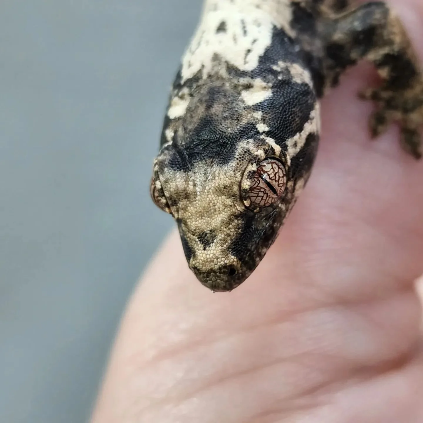 E.T. Geckos