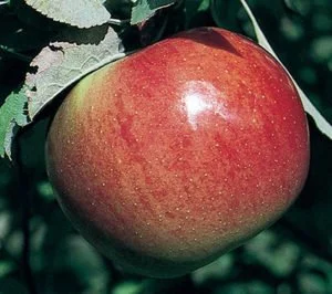 General 2 — Apple Tree Vermont