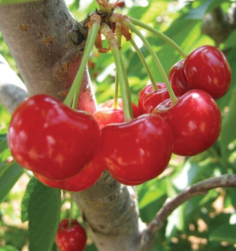 The Ultimate Cherry Tree Selection for Vermont's Climate — Apple Tree ...