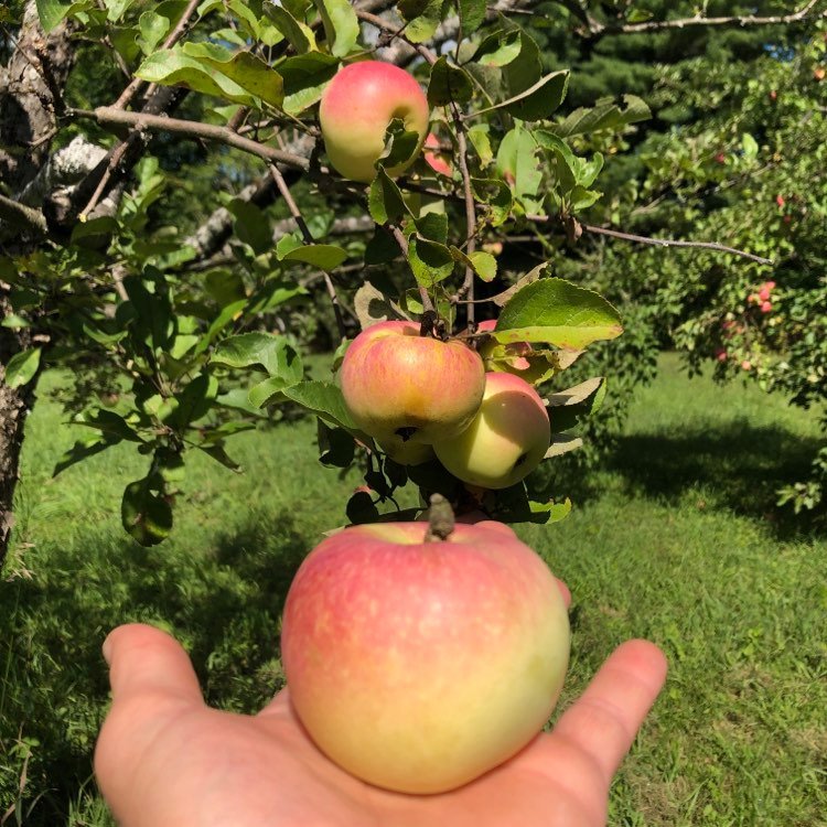 Choosing the Best Local Apple Trees — Apple Tree Vermont