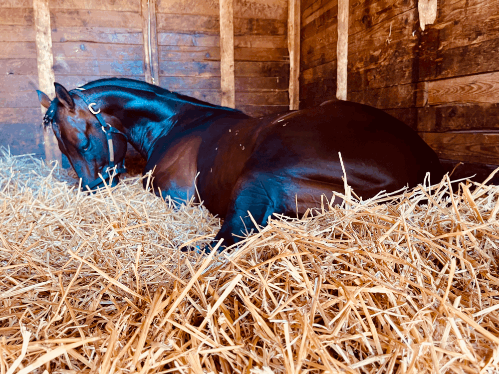 Store 1 — JCE Racing Stable