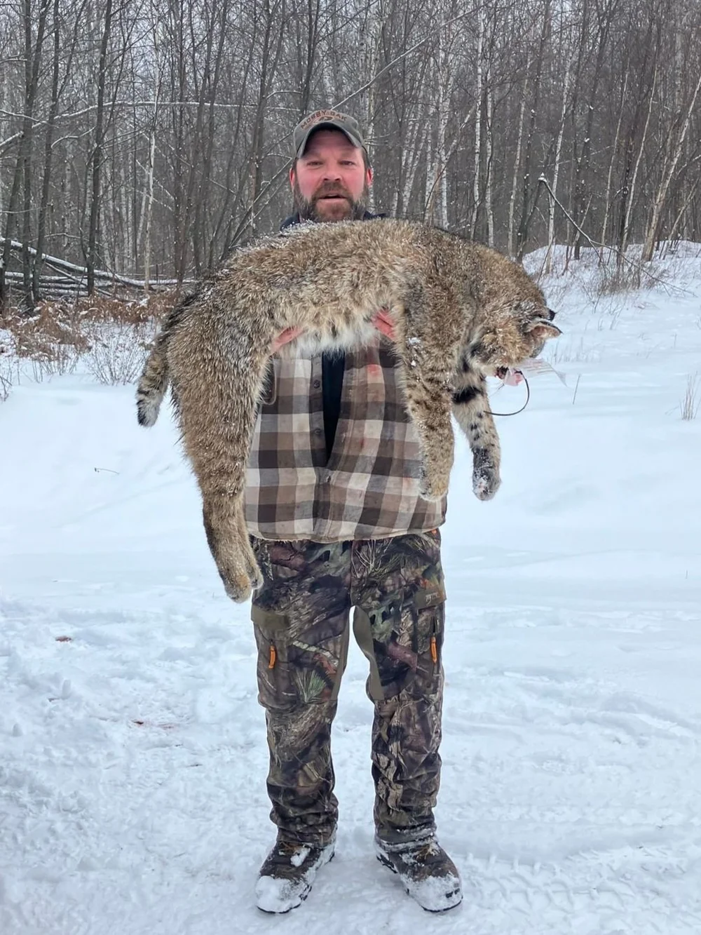 Wisconsin Bobcat Hunts Photo Gallery — Spruce River Guide Service