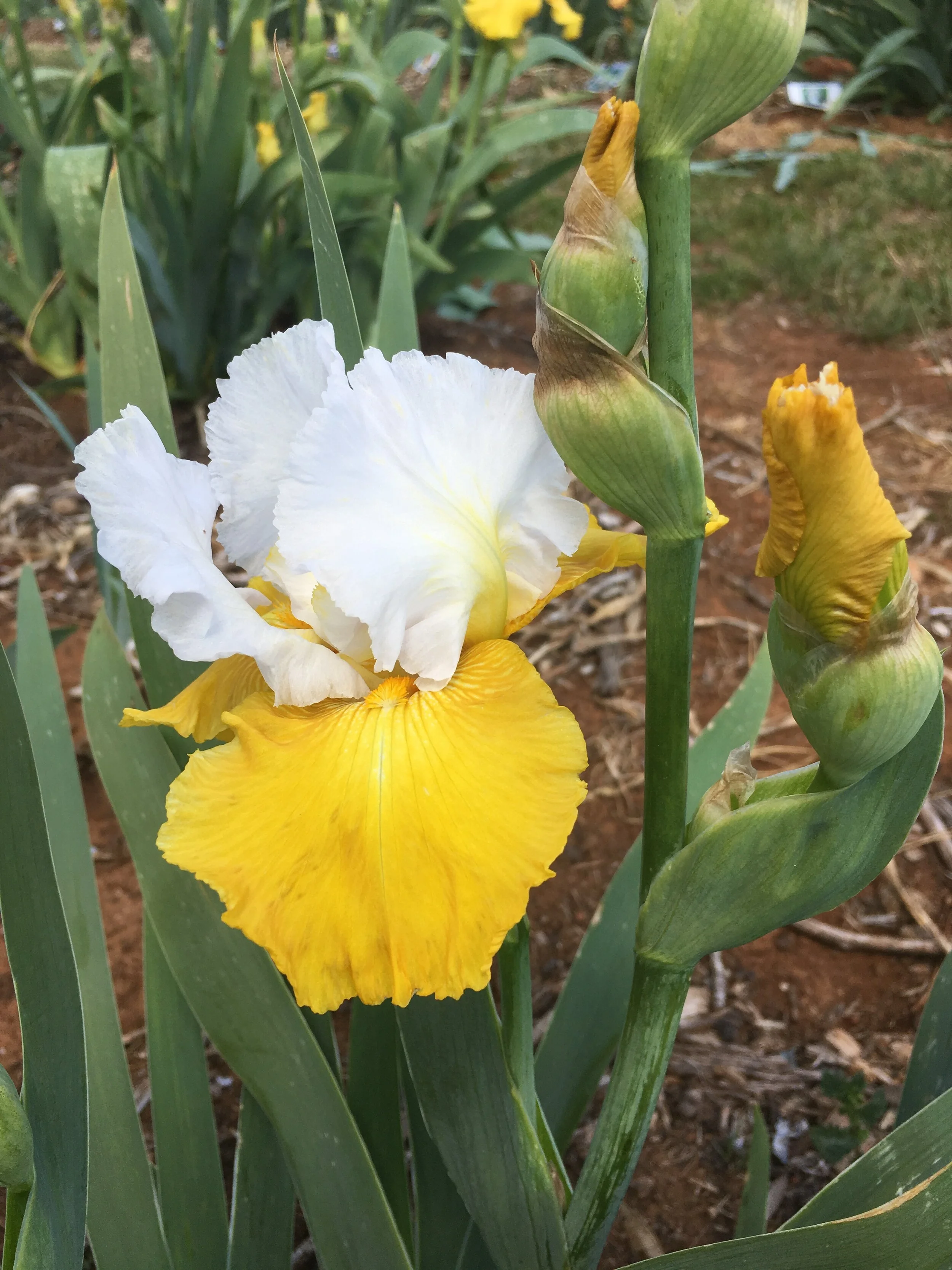 Alpine Journey — Cargo Iris Garden